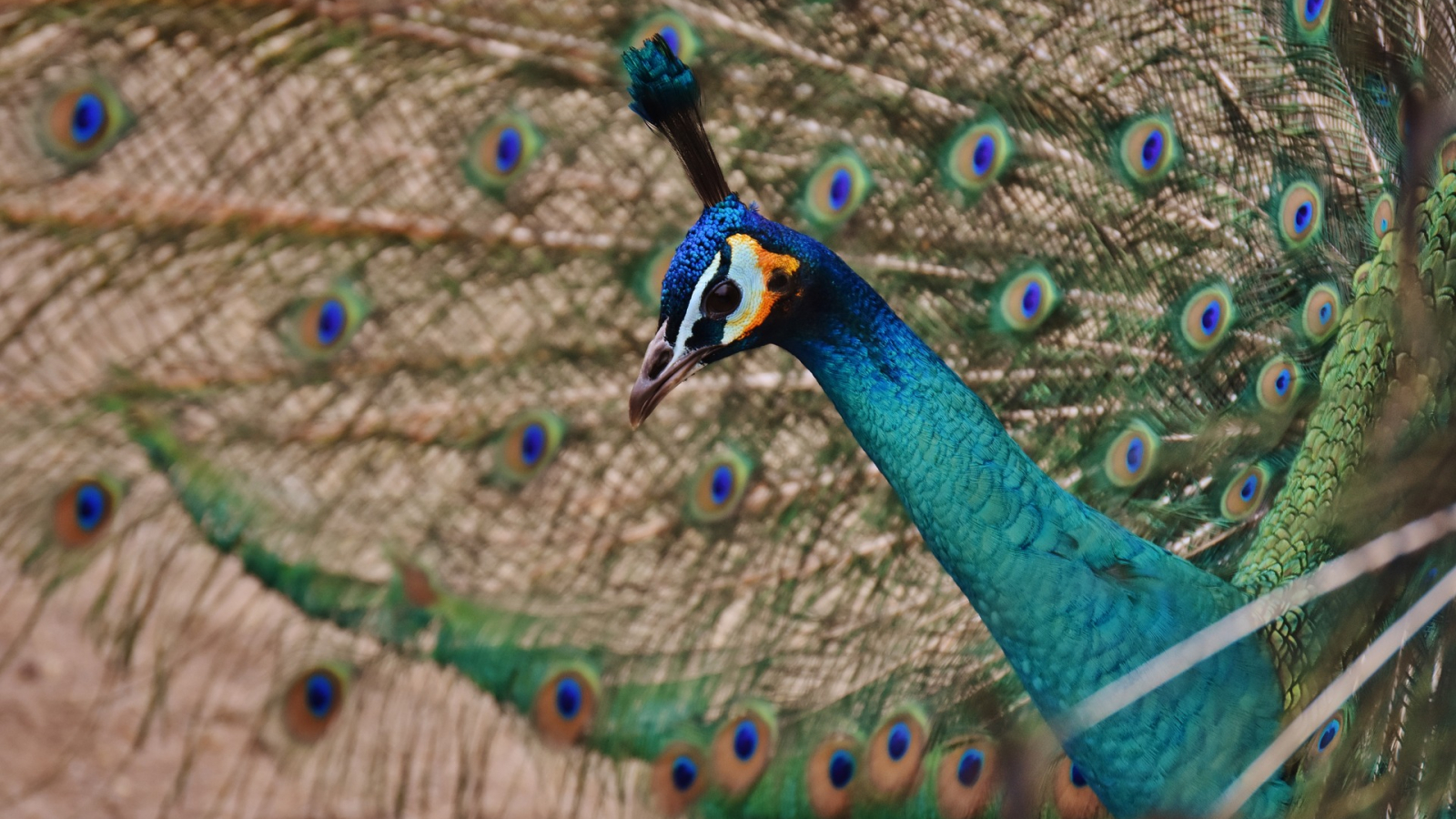 Pluimvee | Galluvet Vogels en Pluimvee