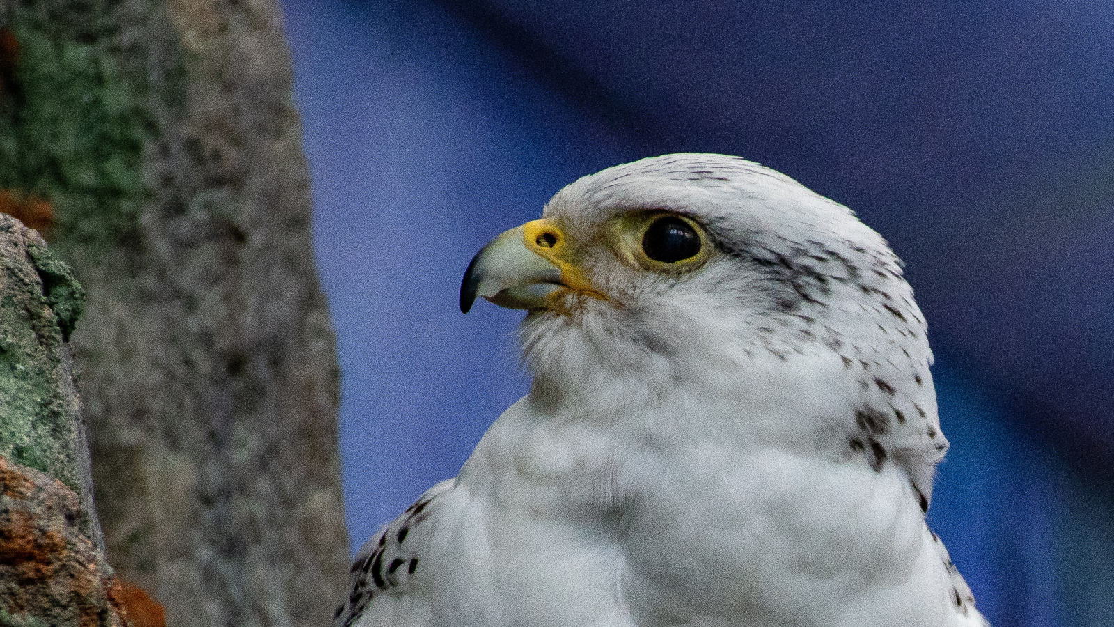 Roofvogels | Galluvet Vogels en Pluimvee