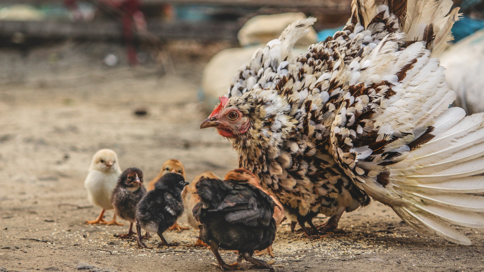 Pluimvee | Galluvet Vogels en Pluimvee